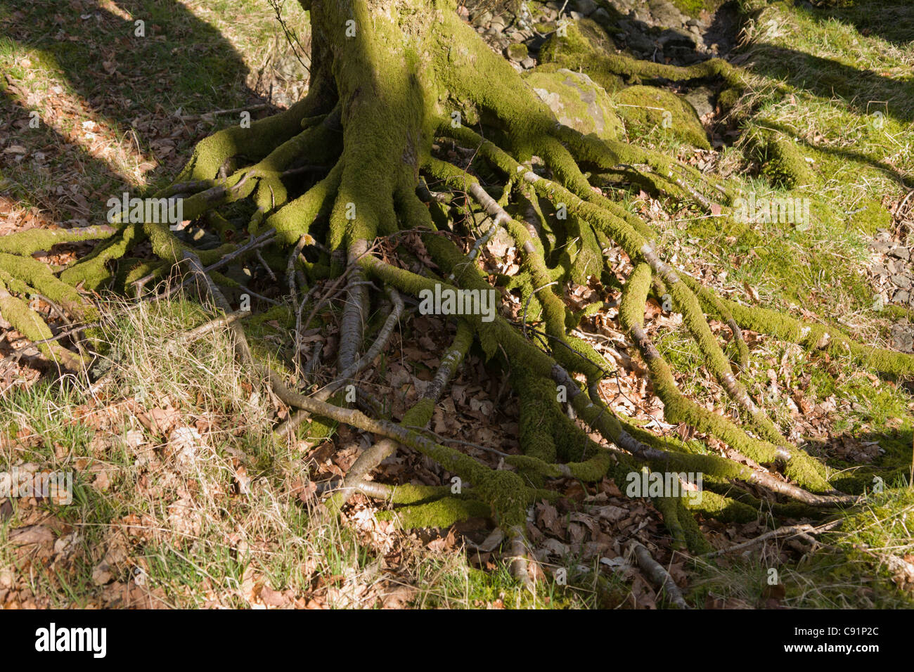 Thirlmere man made lake. Lake District Cumbria England UK Detail of ...