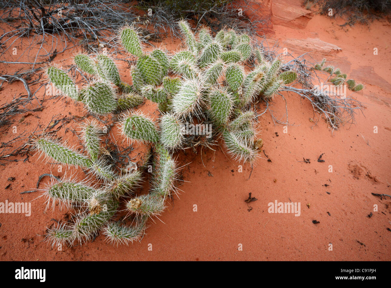 Cactus americano hi-res stock photography and images - Alamy