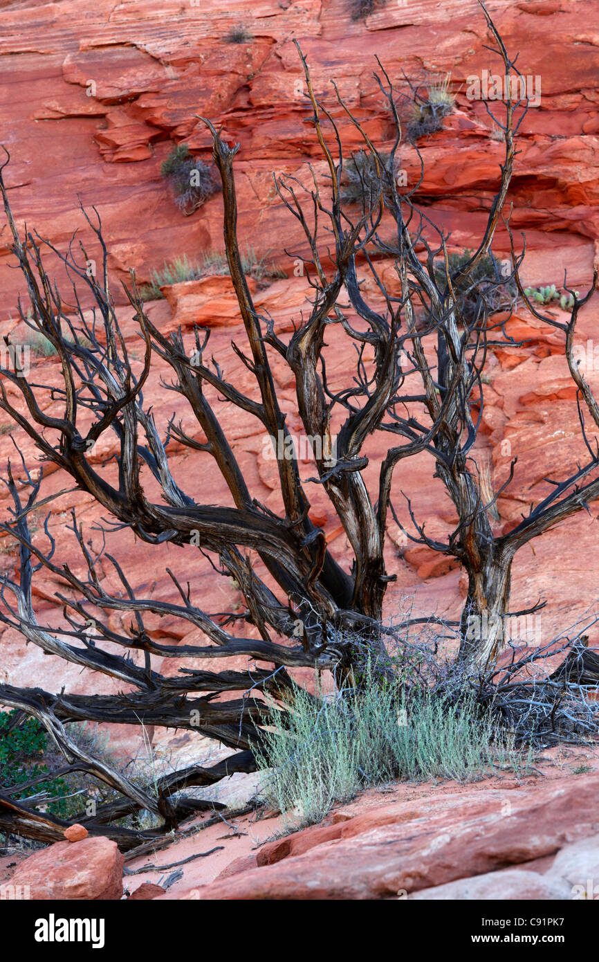 Dead tree, Coyote Buttes, Vermilion Cliffs National Monument Stock ...