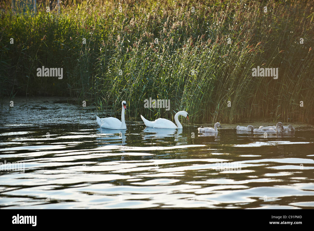 Swan goose with goslings hi-res stock photography and images - Alamy