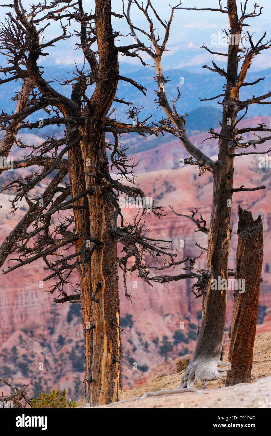 Parque nacional bryce canyon hi-res stock photography and images - Alamy