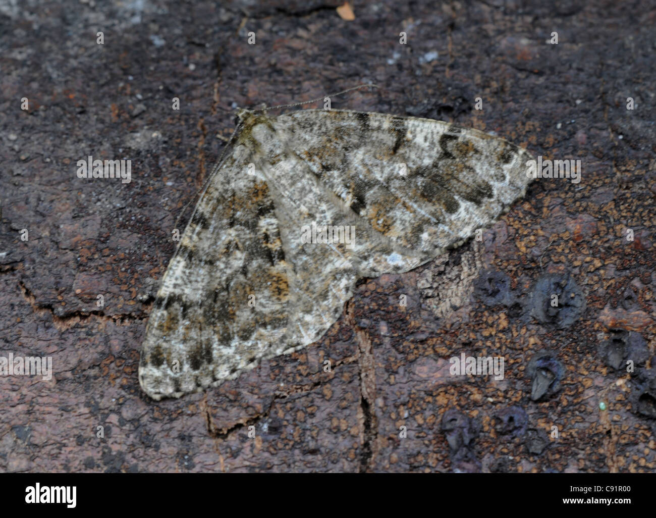 Mottled beauty alcis repandata hi-res stock photography and images - Alamy