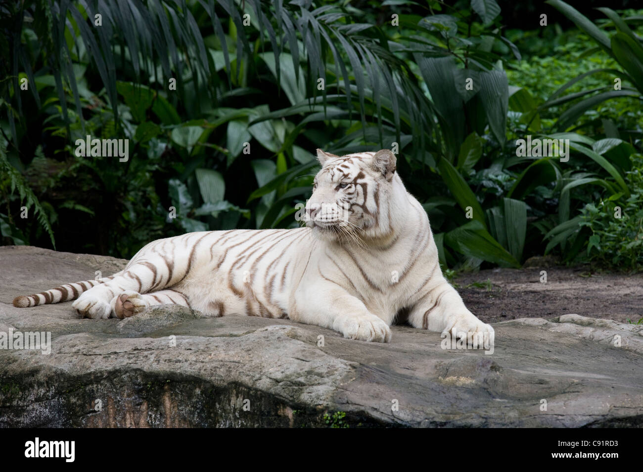 Singapore Zoo: white tiger Stock Photo - Alamy