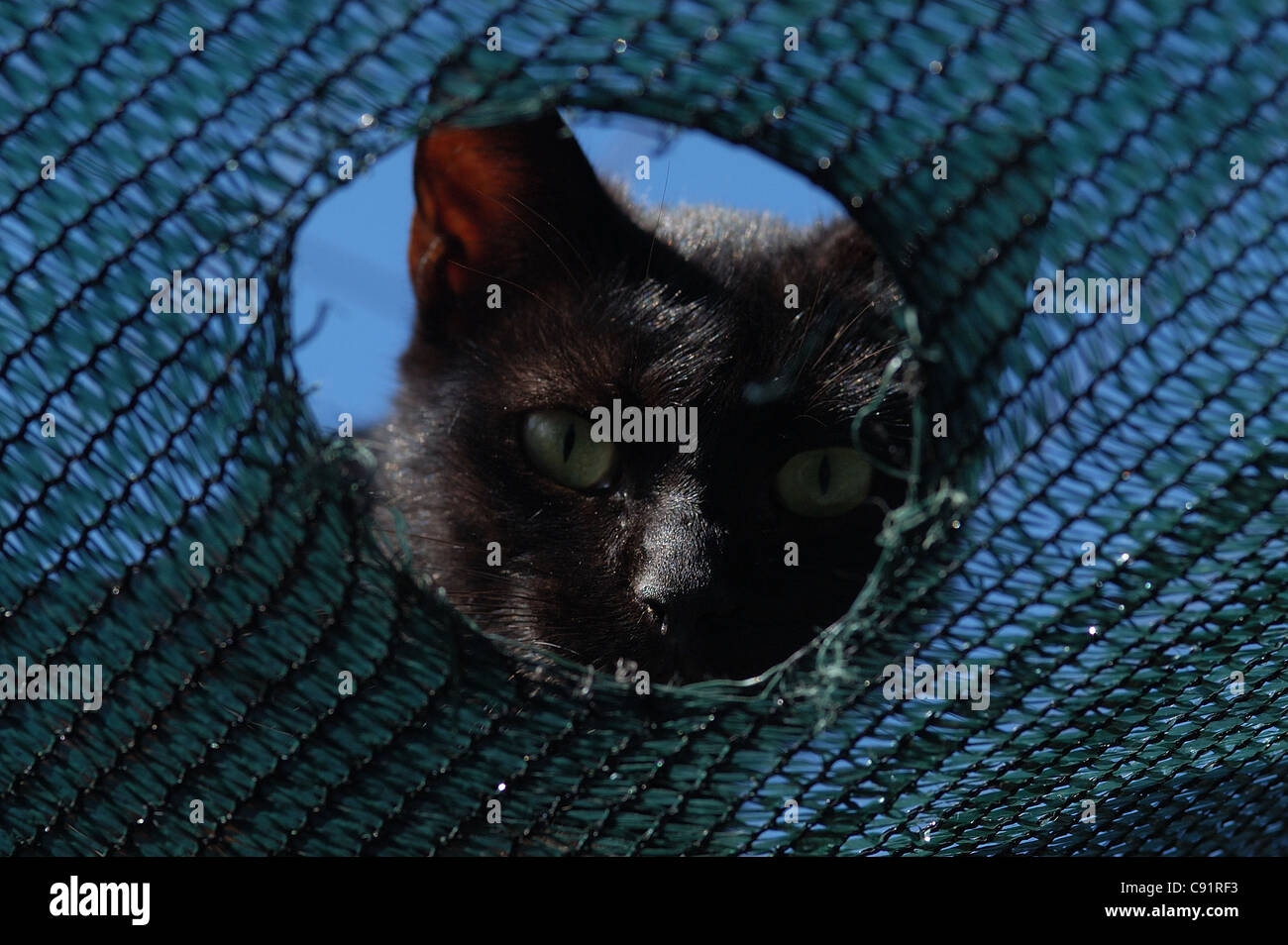 Hole in net hi-res stock photography and images - Alamy