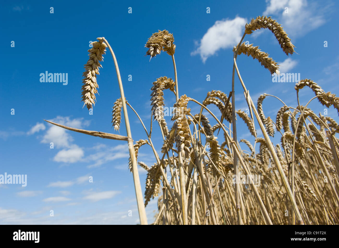 Grain Stalks Stock Photos & Grain Stalks Stock Images - Alamy