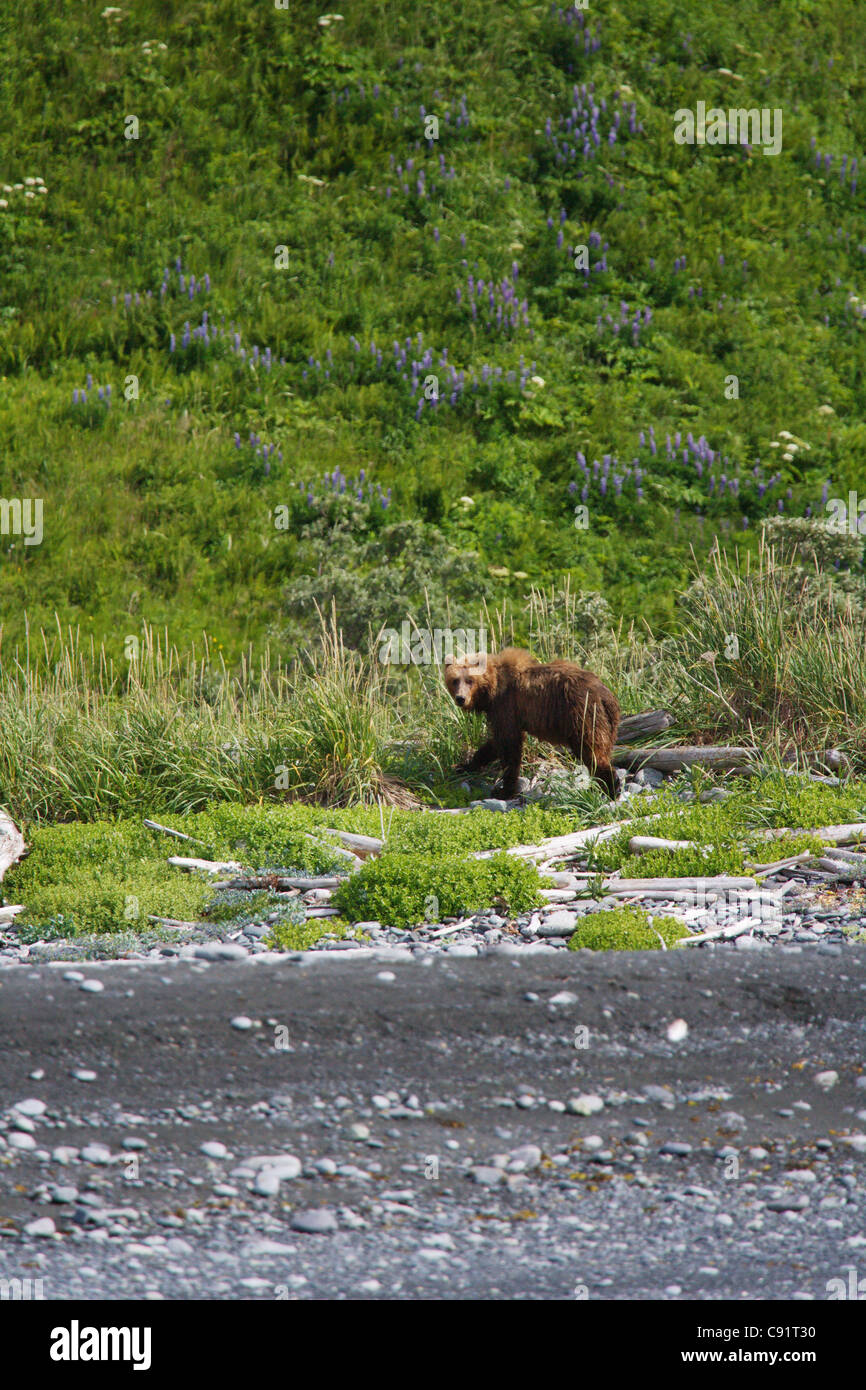 Kodiak Brown Bear Kodiak Alaska Raspberry Island Grizzly Bear Predator ...