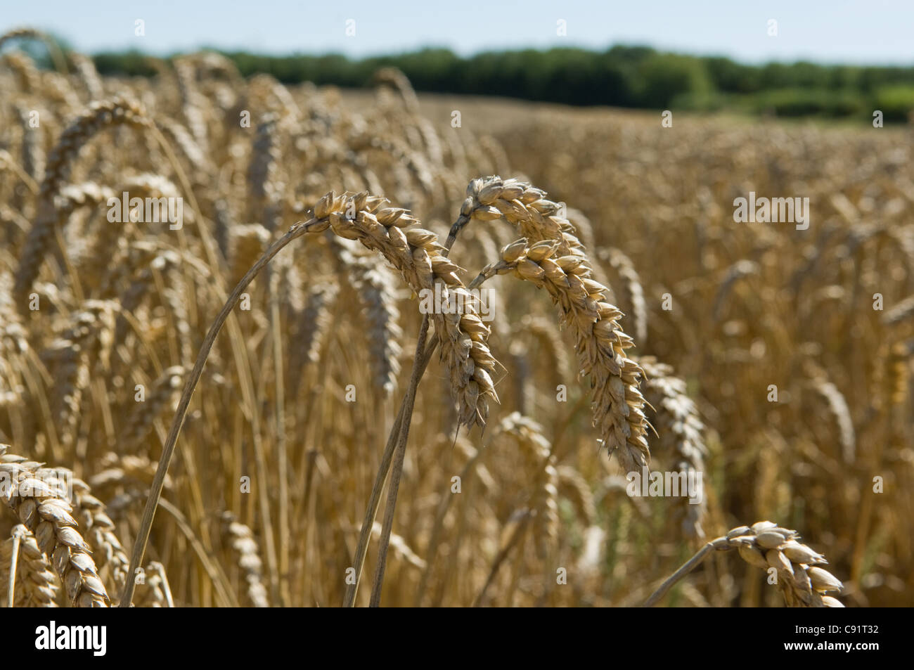 Close up of wheat stalks in field Stock Photo - Alamy