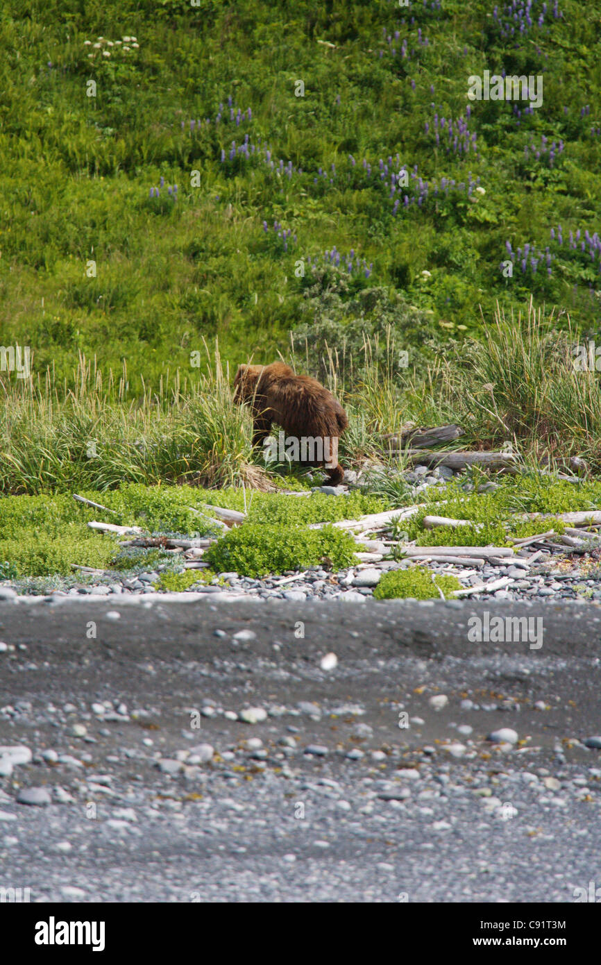 Kodiak Brown Bear Kodiak Alaska Raspberry Island Grizzly Bear Predator ...