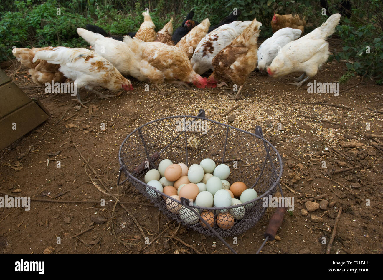 Gathering of chickens hi-res stock photography and images - Alamy