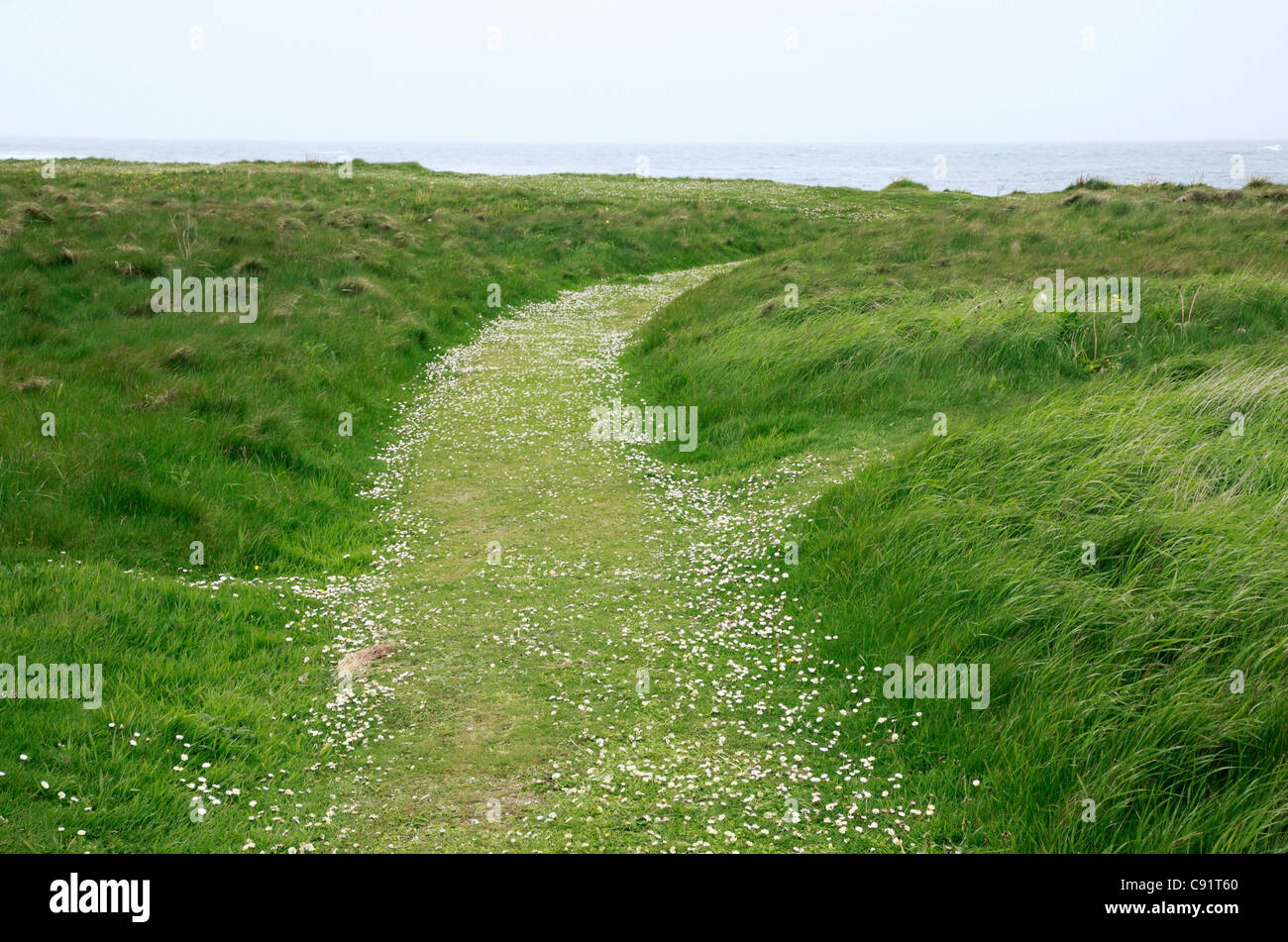 A cliff path with wild flowers around Stromness, the second largest ...