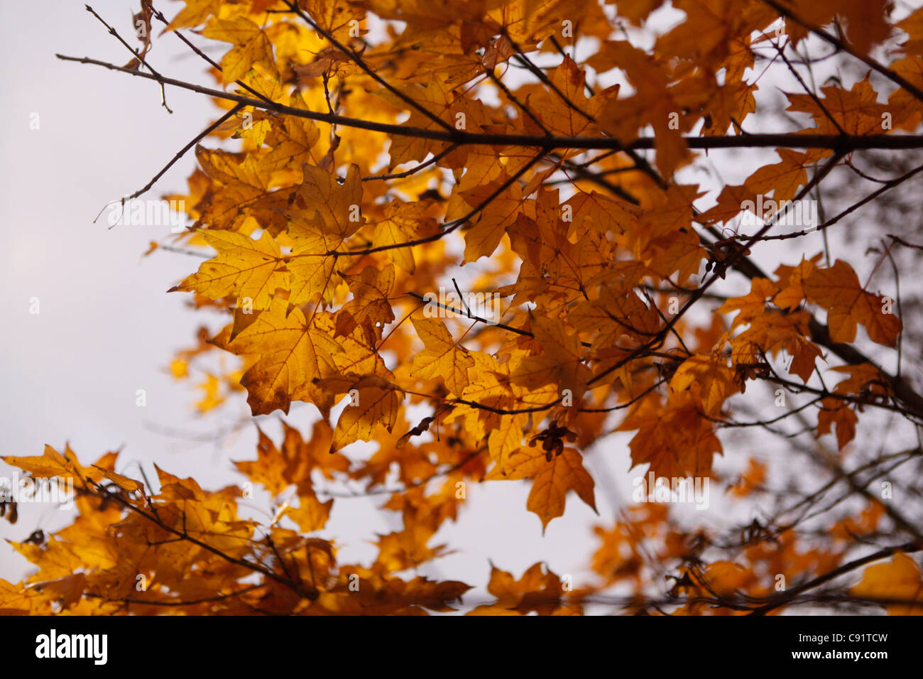 Kirkwood avenue bloomington indiana hi-res stock photography and images ...