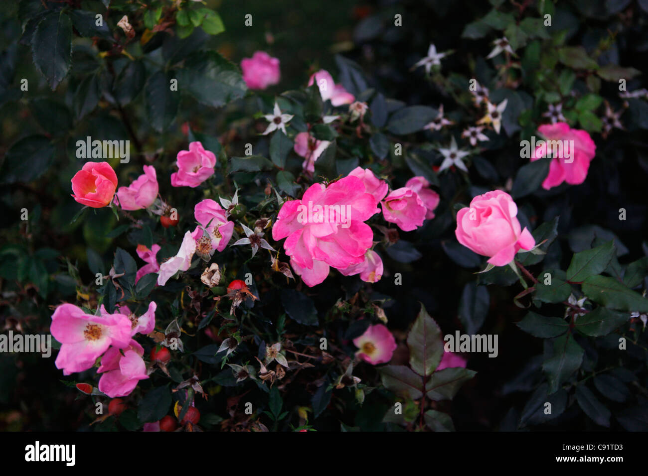Bloomington Indiana roses flowers dusk plant downtown night evening ...