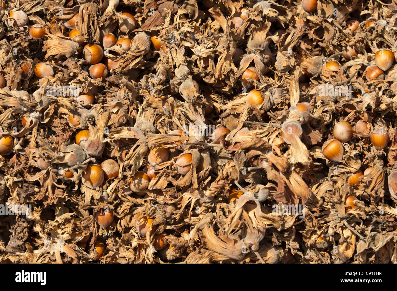 Hazelnut skin hi-res stock photography and images - Alamy