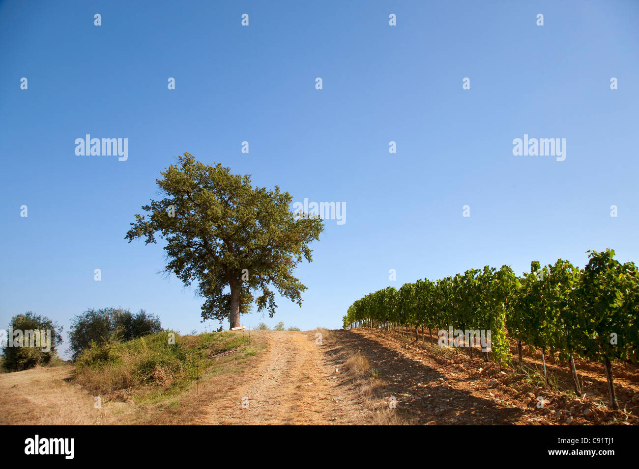 Low Growing Tree High Resolution Stock Photography and Images - Alamy