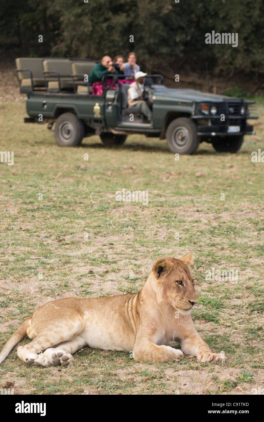 Lion jeep africa zambia hi-res stock photography and images - Alamy