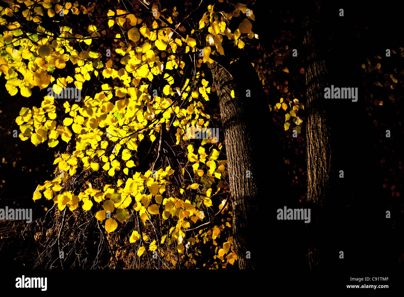 autumn tree at night downtown bloomington night sign medium color Stock ...
