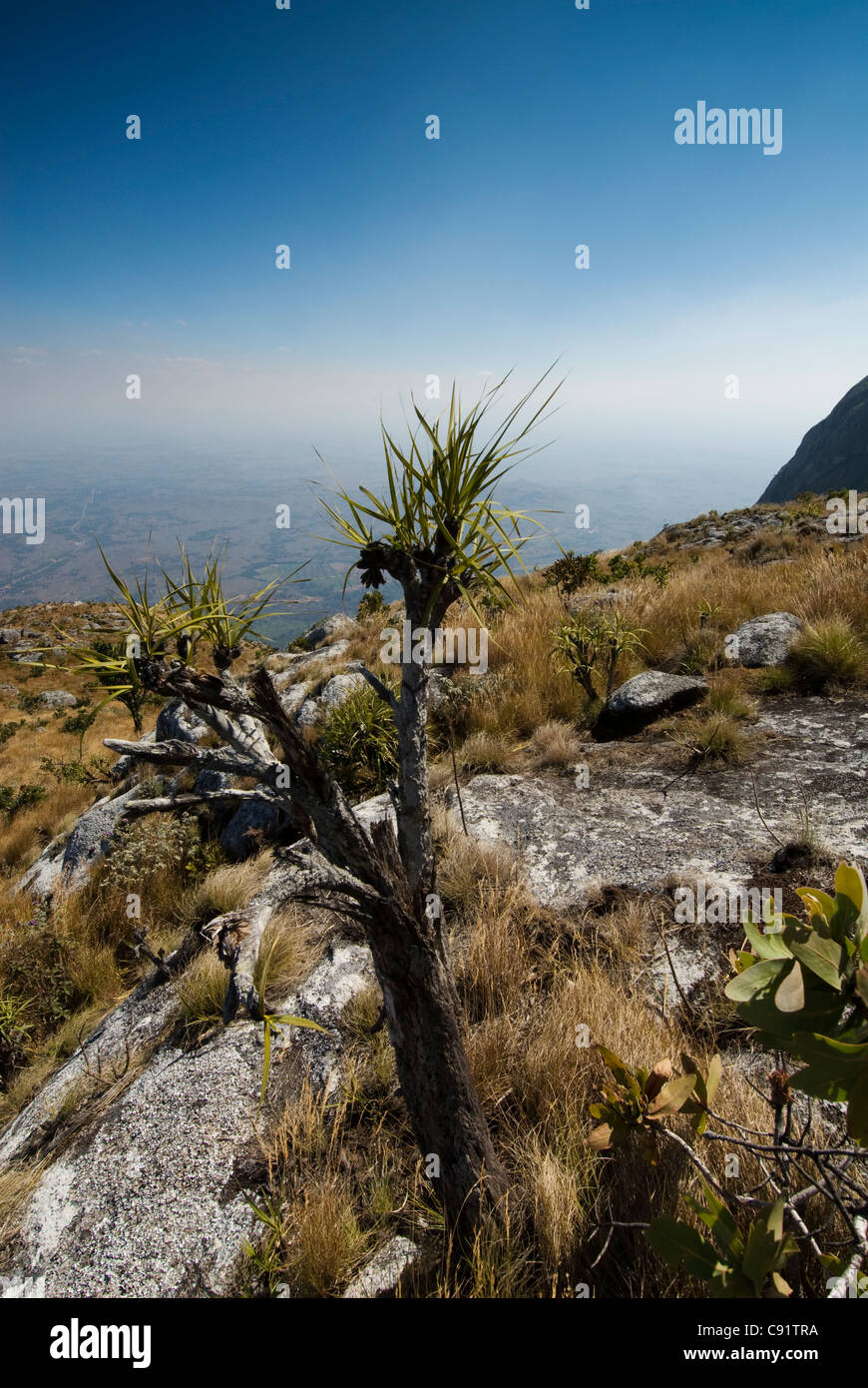 Vegetation on mountain slopes hi-res stock photography and images - Alamy