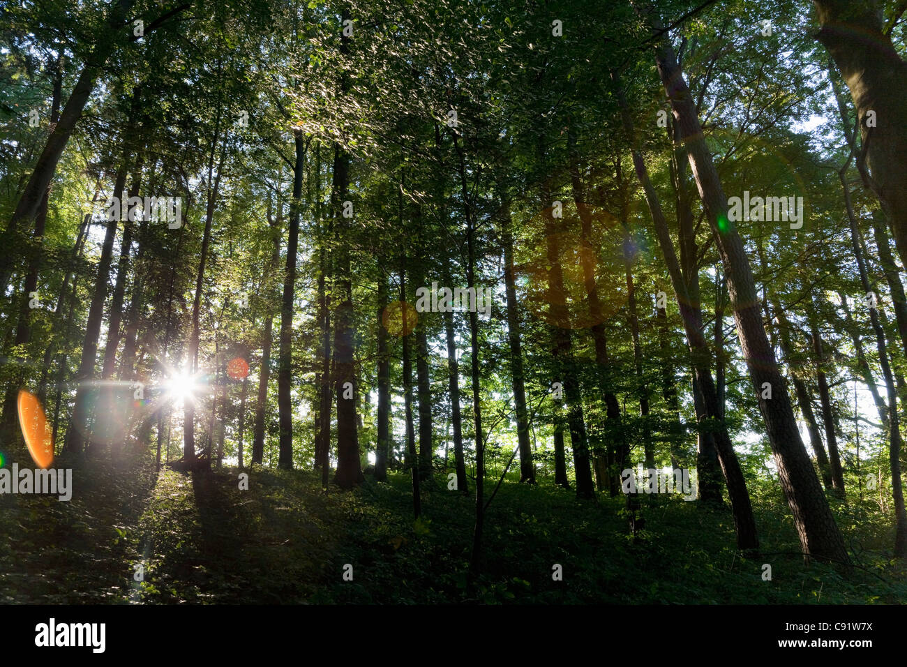 Sun shining through trees in forest Stock Photo - Alamy
