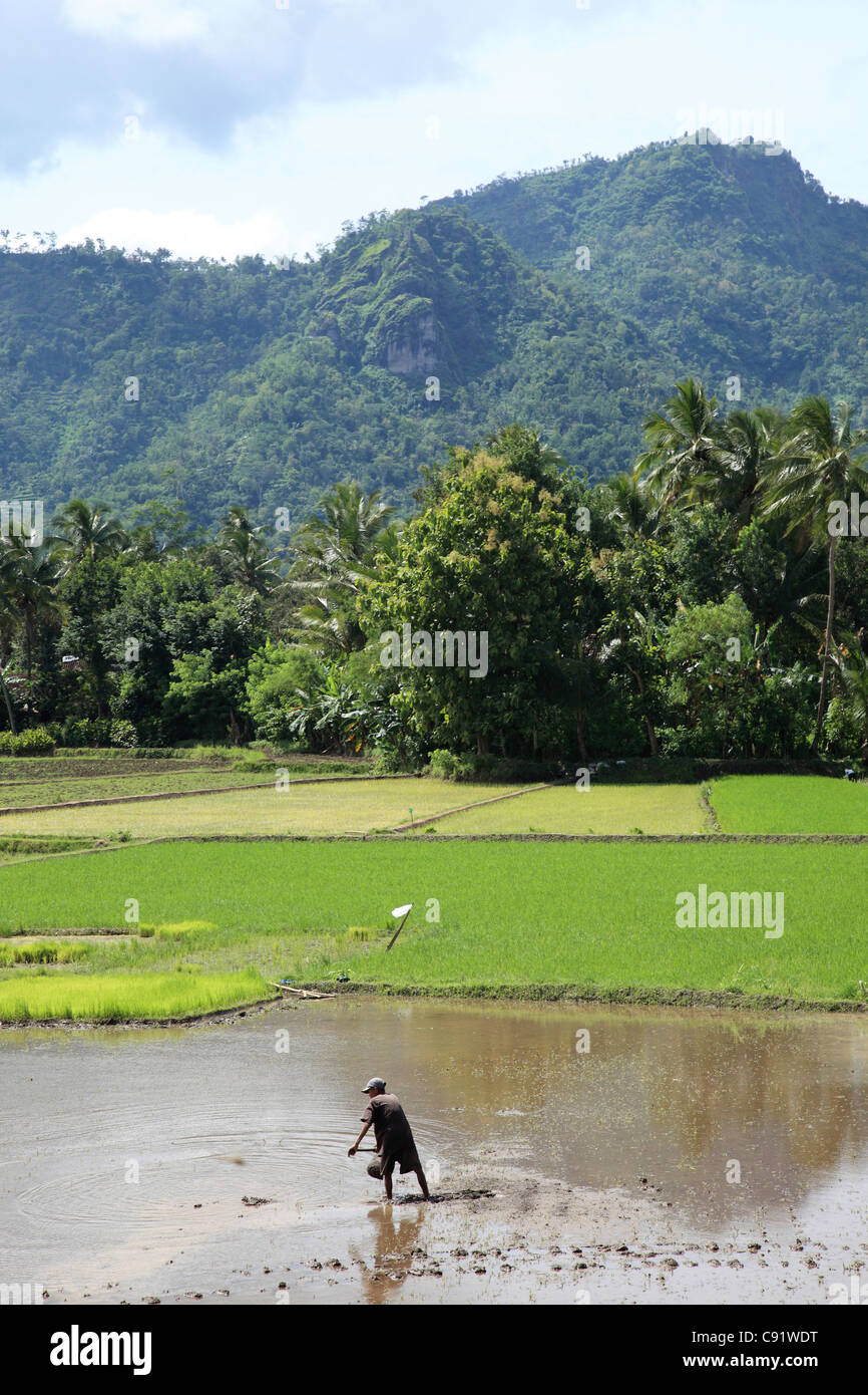 The islands of Indonesia enjoy a climate which supports farming and ...