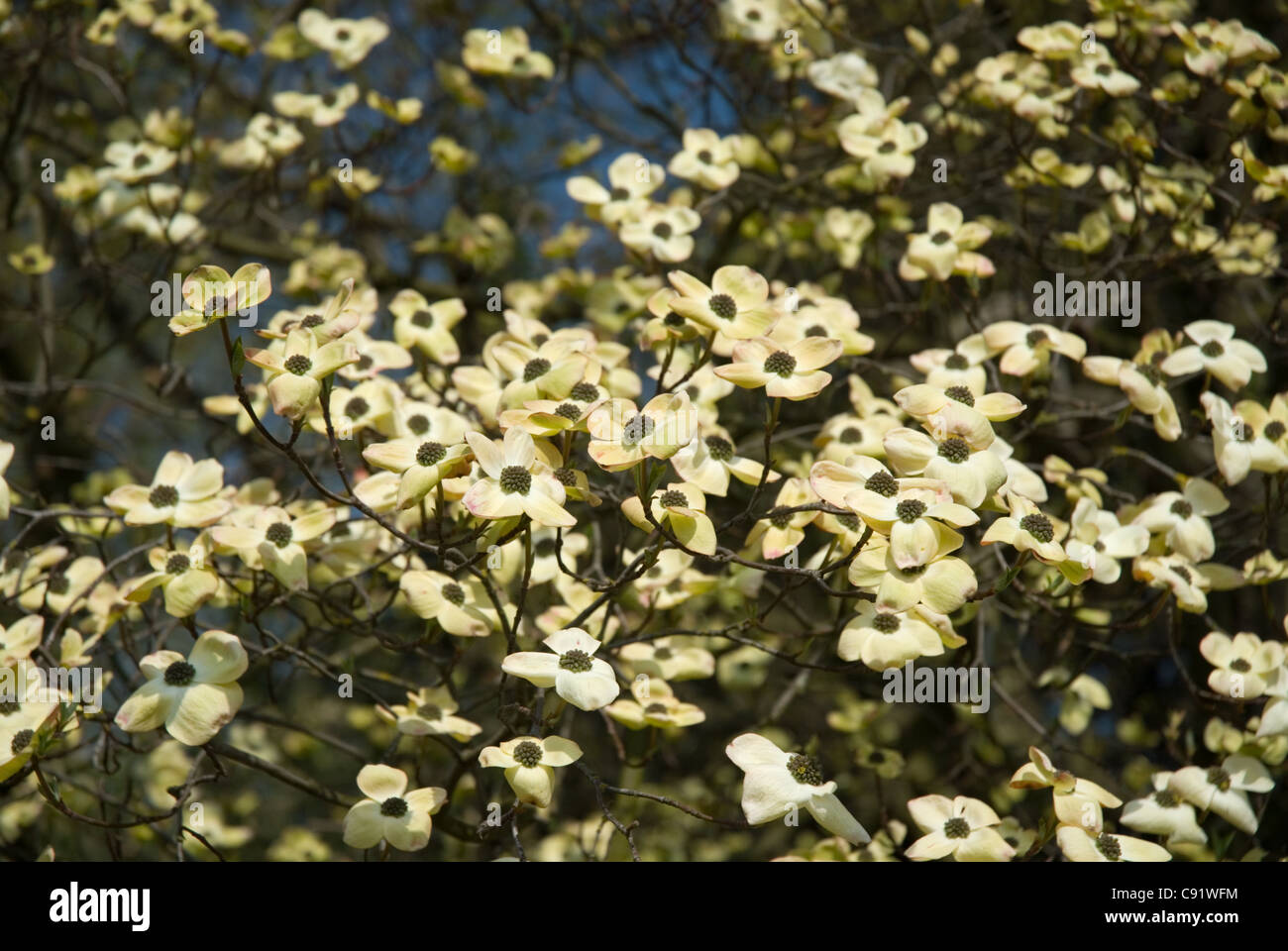 Cornus kousa chinensis (Chinese Dogwood) in flower Stock Photo - Alamy