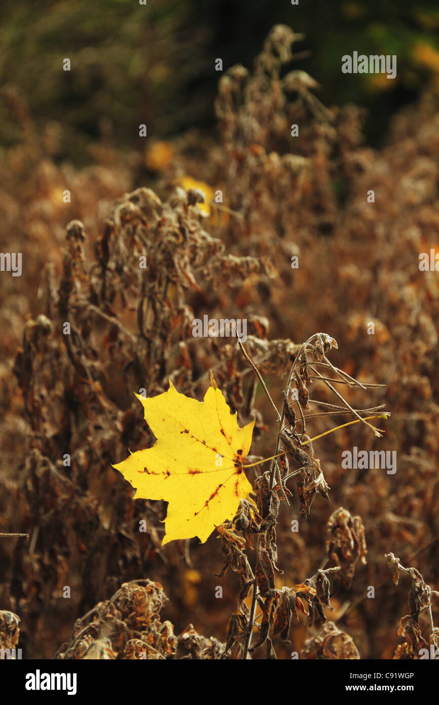 Individual single autumn fall leaf hi-res stock photography and images ...
