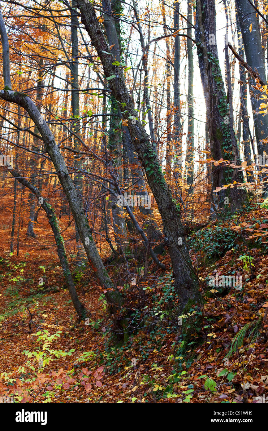Magical country trees plants hi-res stock photography and images - Alamy