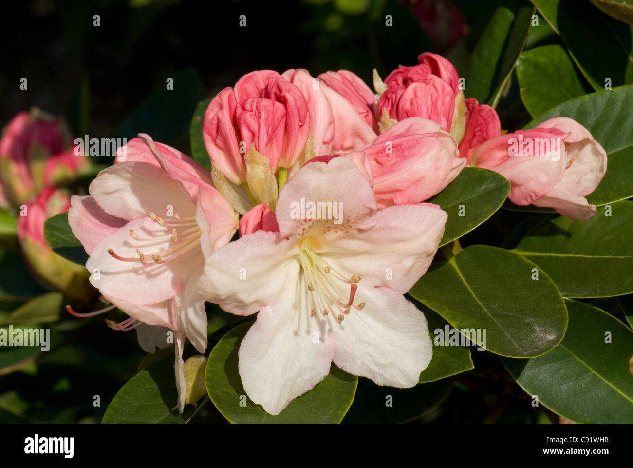 Rhododendron 'Percy Wiseman' Stock Photo - Alamy