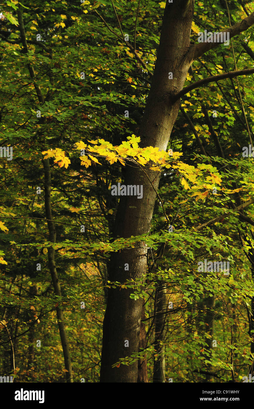 Friston hi-res stock photography and images - Alamy