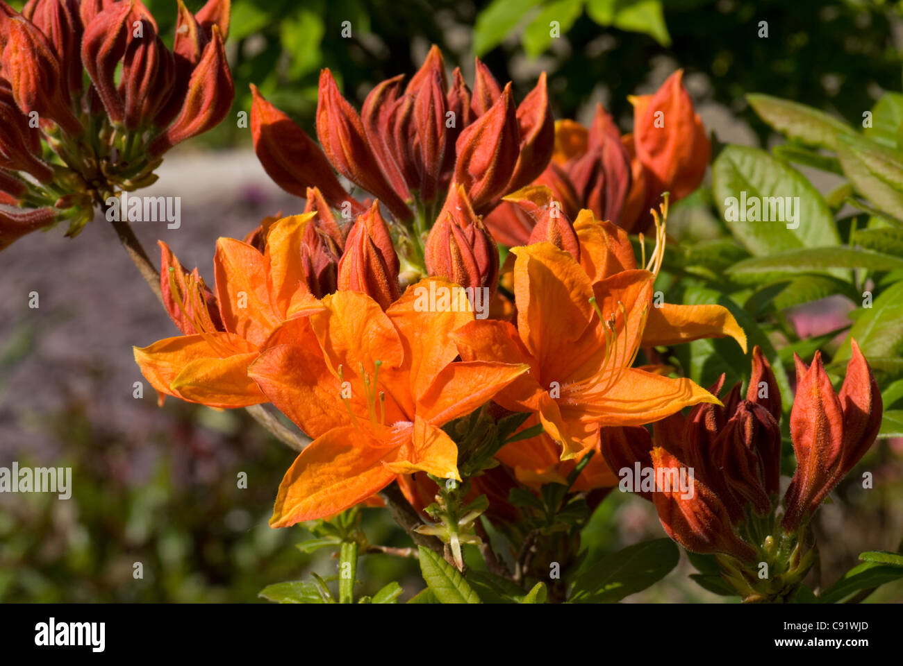 Orange azalea, 'Mary Poppins' Stock Photo - Alamy