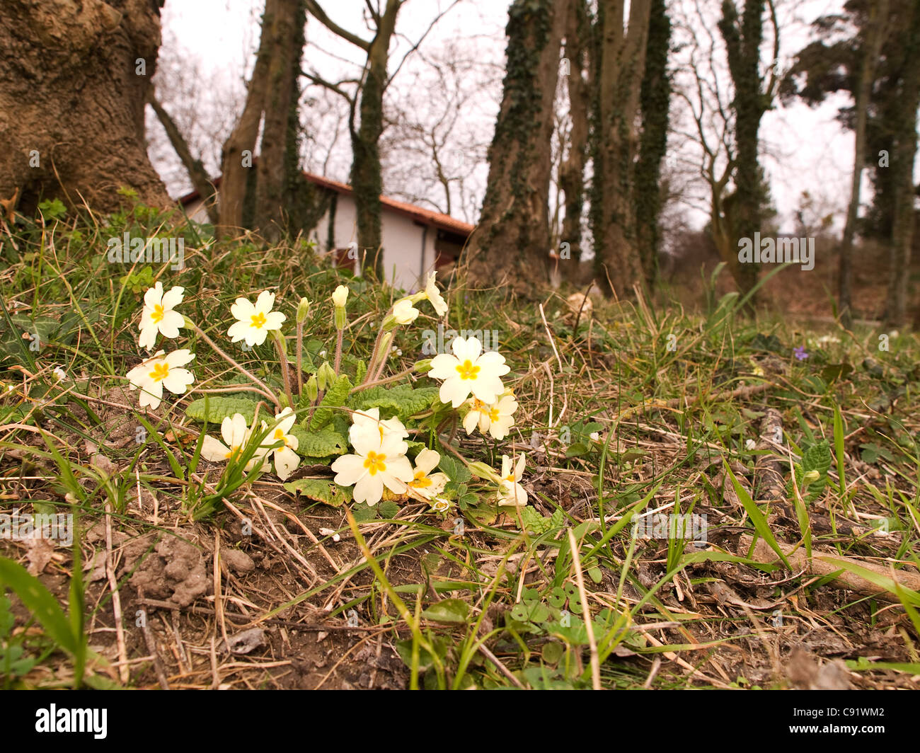Wild primroses uk hi-res stock photography and images - Alamy