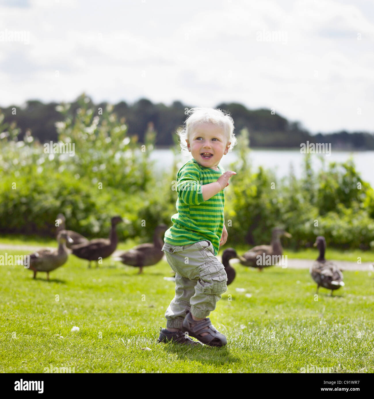 Boy playing with ducks in yard Stock Photo - Alamy