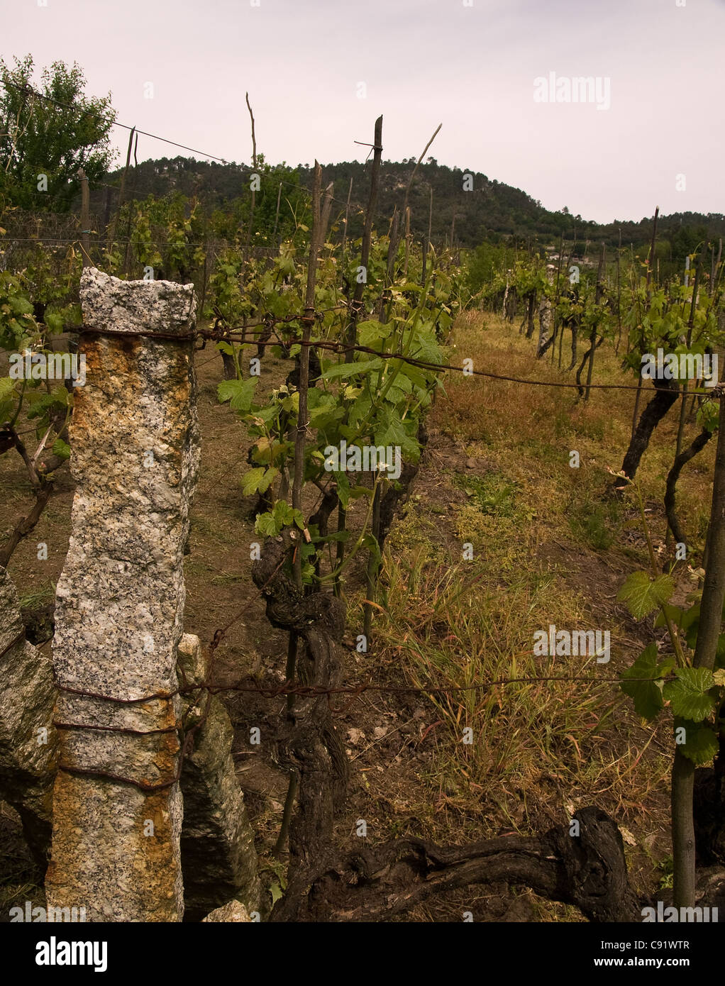 Grape varietal hi-res stock photography and images - Alamy