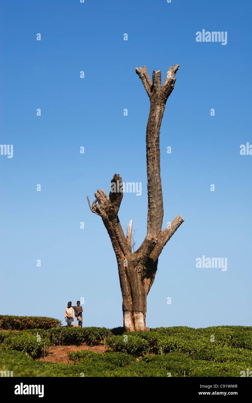 Malawi Tea Plantation Stock Photos & Malawi Tea Plantation Stock Images ...