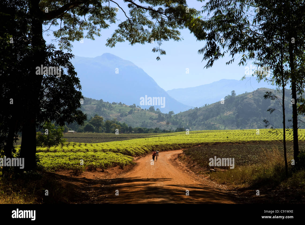 Tea fields make strking patterns in the Lujeri Tea Estate on the ...