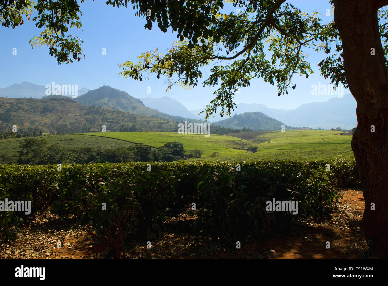 Tea fields make strking patterns in the Lujeri Tea Estate on the ...