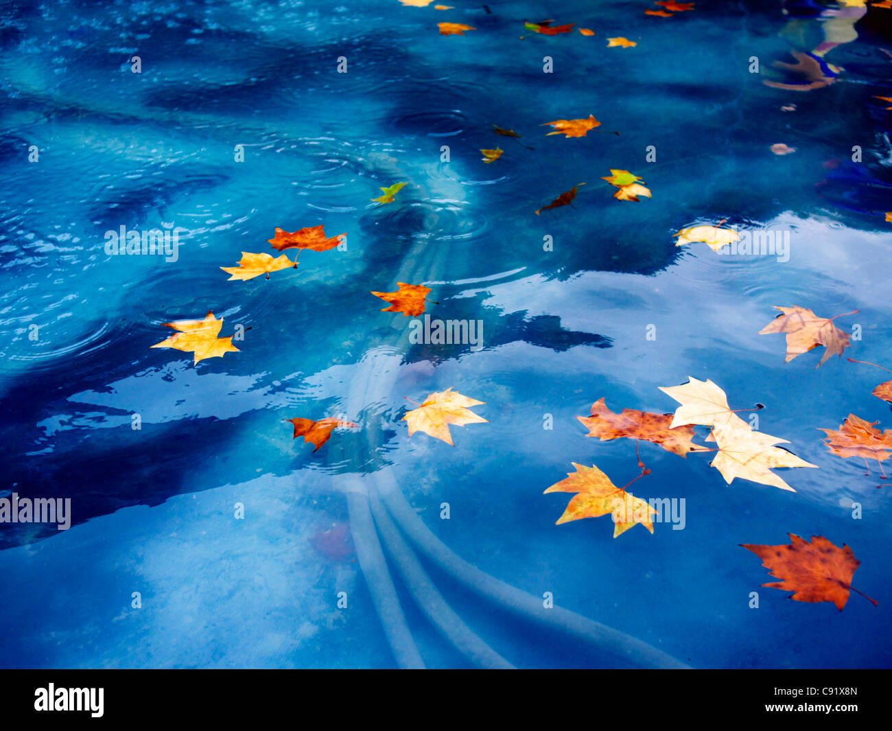 Autumn leaves floating on the water Stock Photo - Alamy