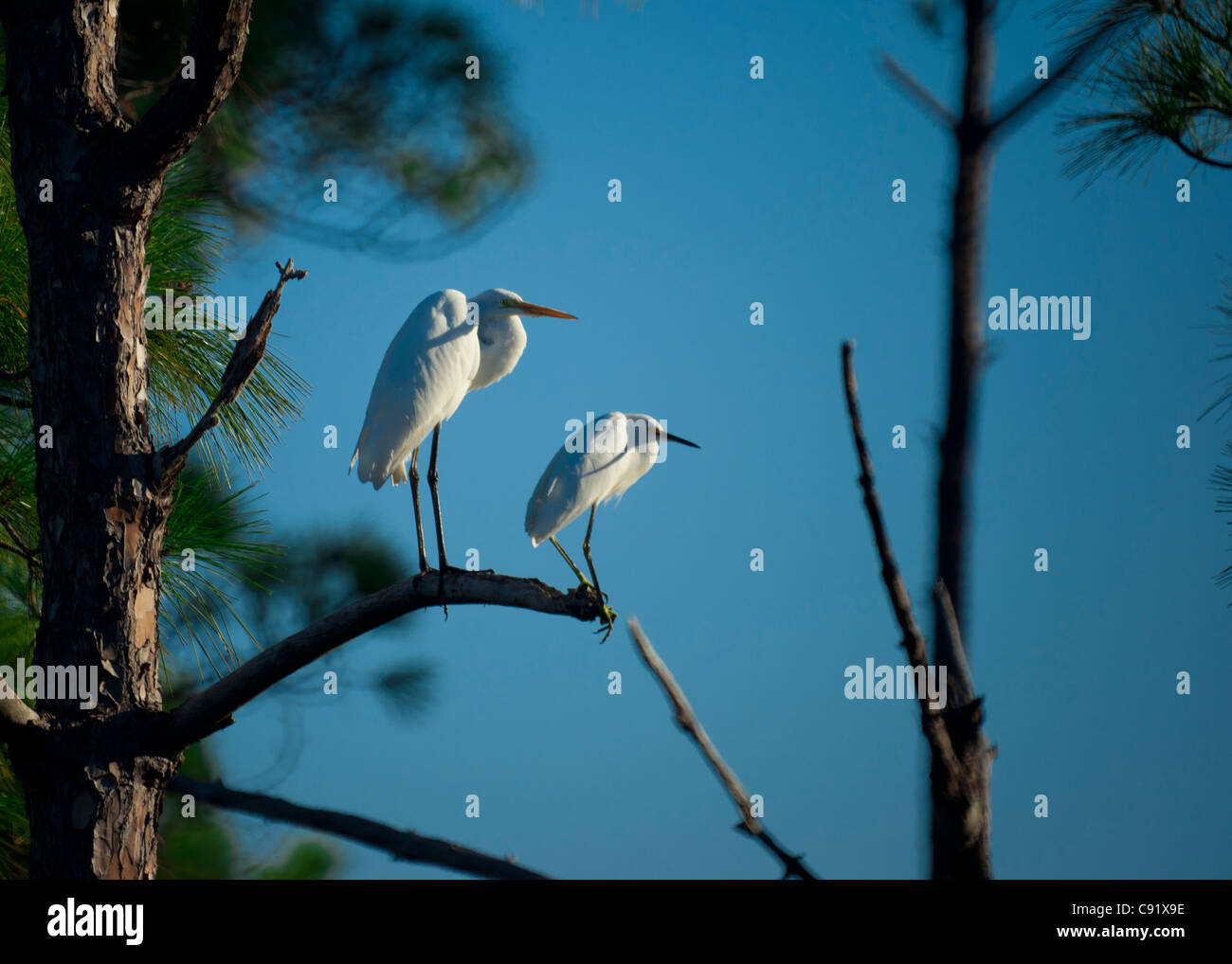 Egrets in Tree Stock Photo - Alamy