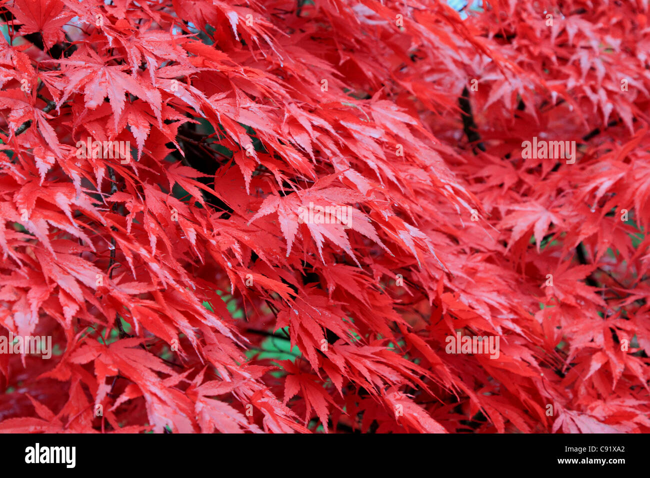 Red acer tree hi-res stock photography and images - Alamy