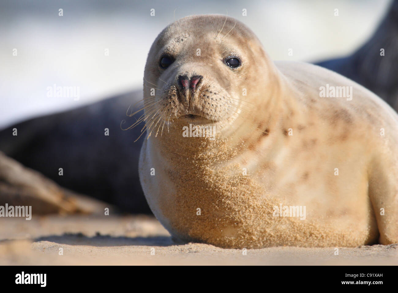 Close up sandy seal hi-res stock photography and images - Alamy