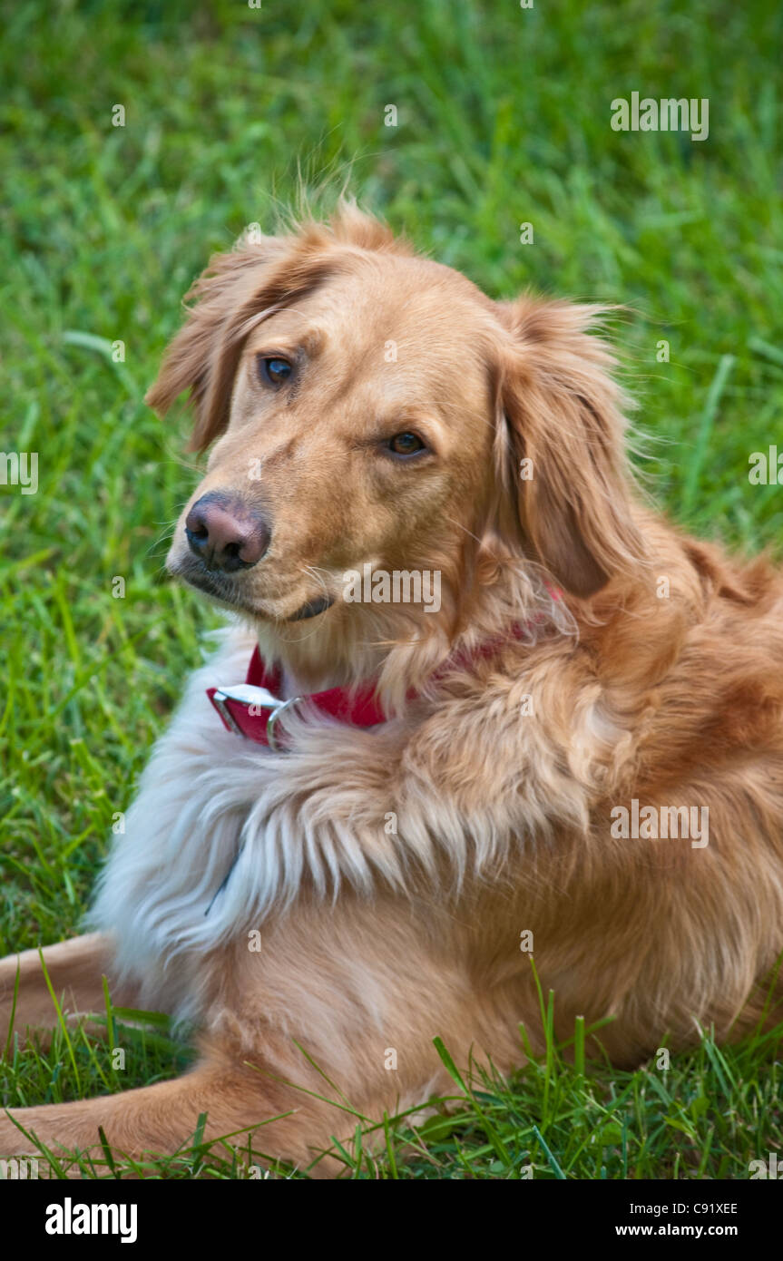 Golden retriever pure bred dog Stock Photo - Alamy