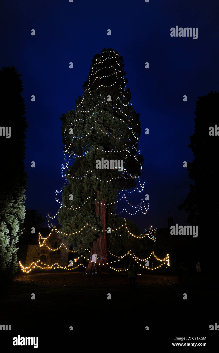 Wakehurst Place, West Sussex, UK, 08/11/11. Arborists scaled a 35 metre ...