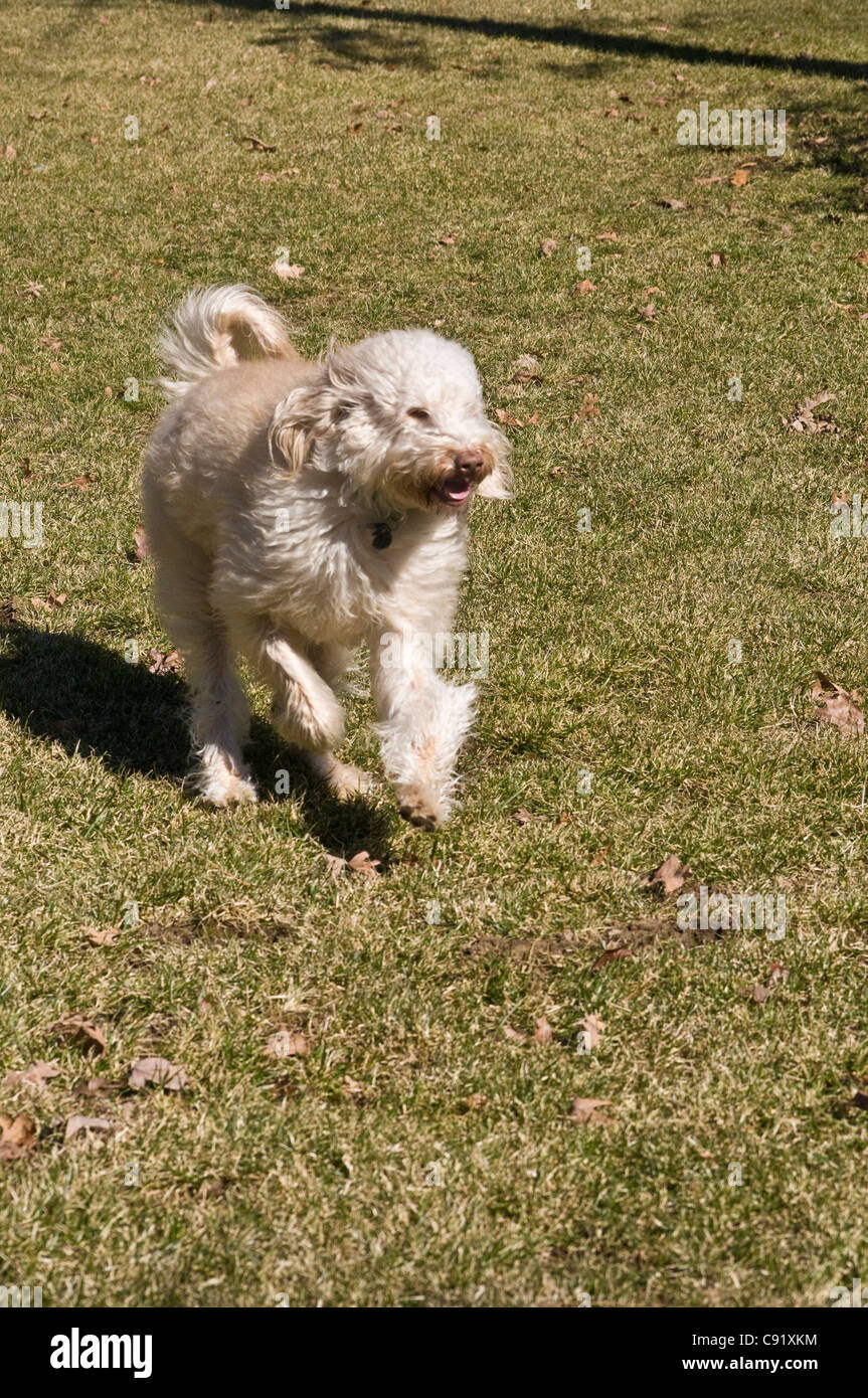 Labradoodle crossbreed mix dog running Stock Photo - Alamy