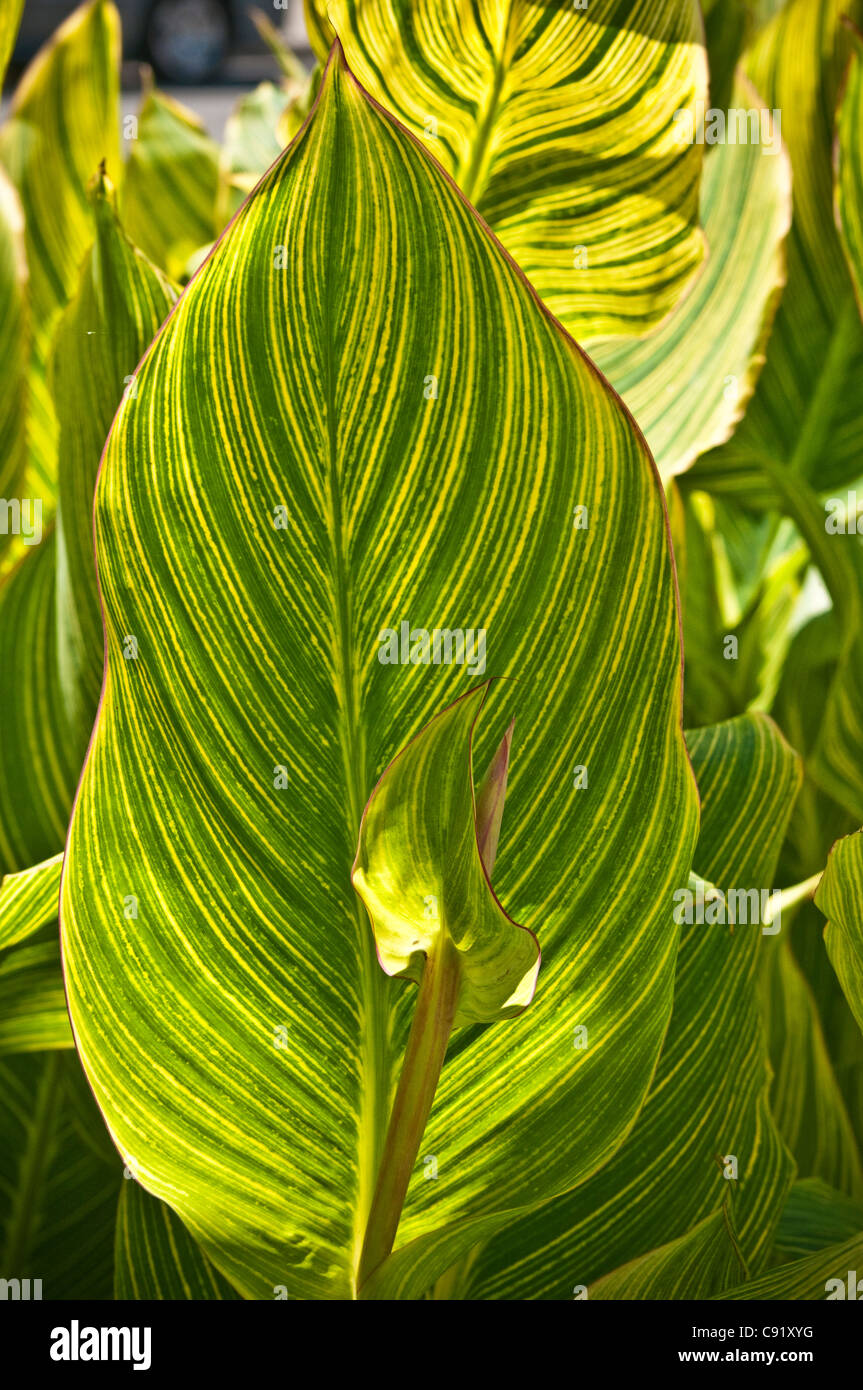 Large green plant leaf Stock Photo - Alamy