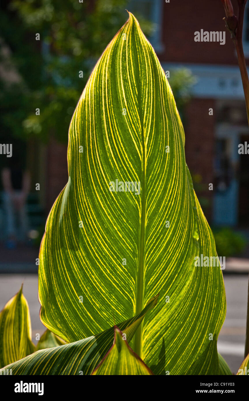 Large green plant leaf Stock Photo - Alamy