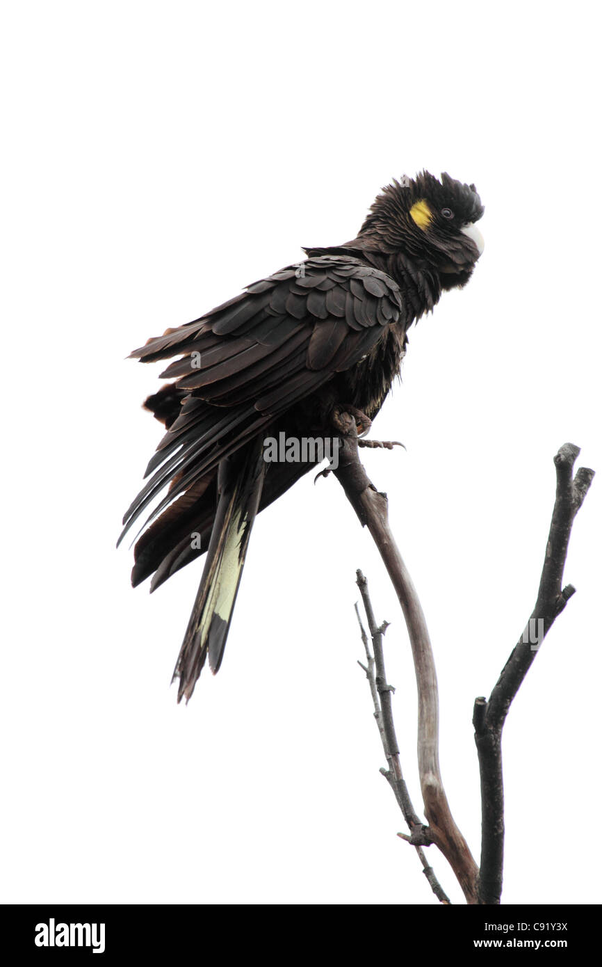 Yellow tailed black cockatoo Cut Out Stock Images & Pictures - Alamy