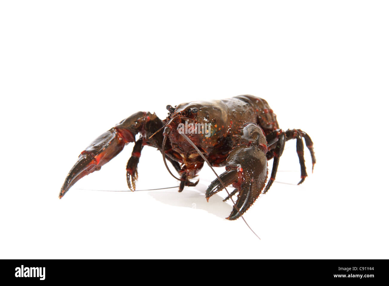 Yabby crayfish hi-res stock photography and images - Alamy Yabby crayfish hi-res stock photography and images - Alamy