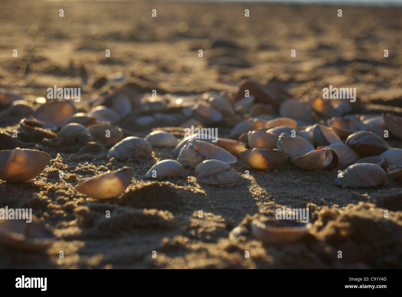 Sea shells on a sandy beach with the sun shining creating shadows Stock ...