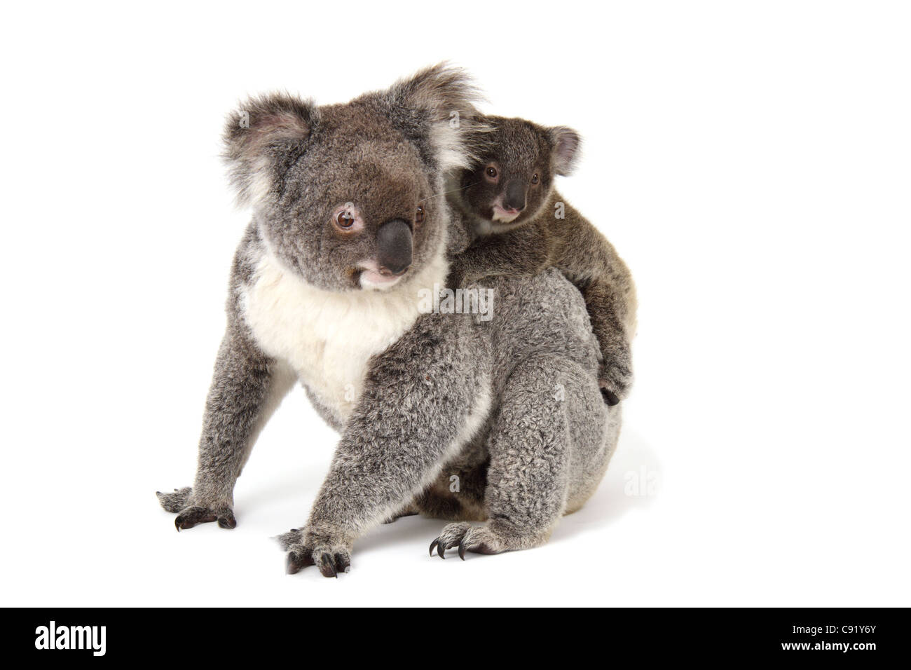 Koala with joey Cut Out Stock Images & Pictures - Alamy