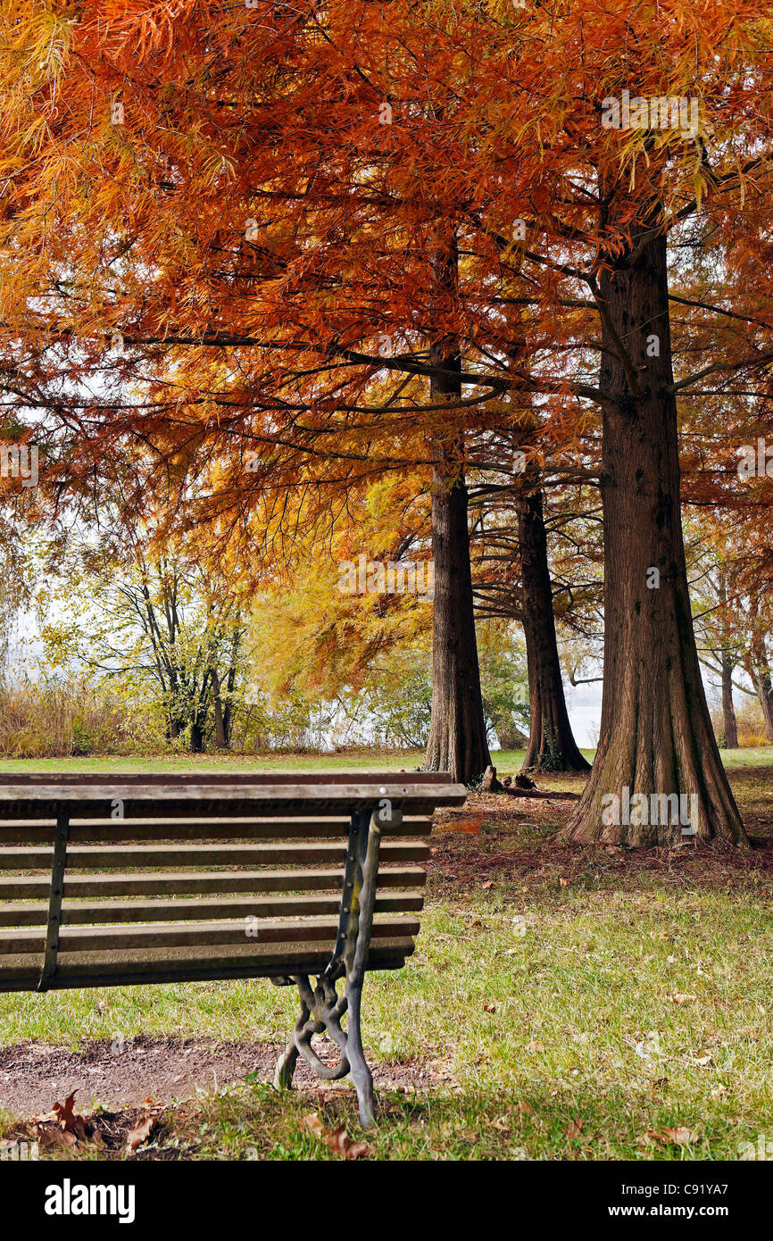 Park bench under autumn trees in a park on Lake Varese Stock Photo - Alamy