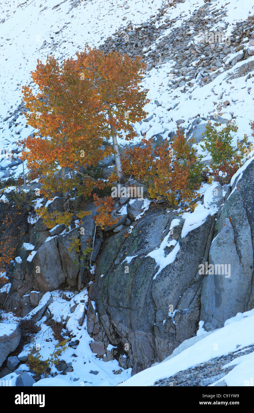Aspen survival hi-res stock photography and images - Alamy